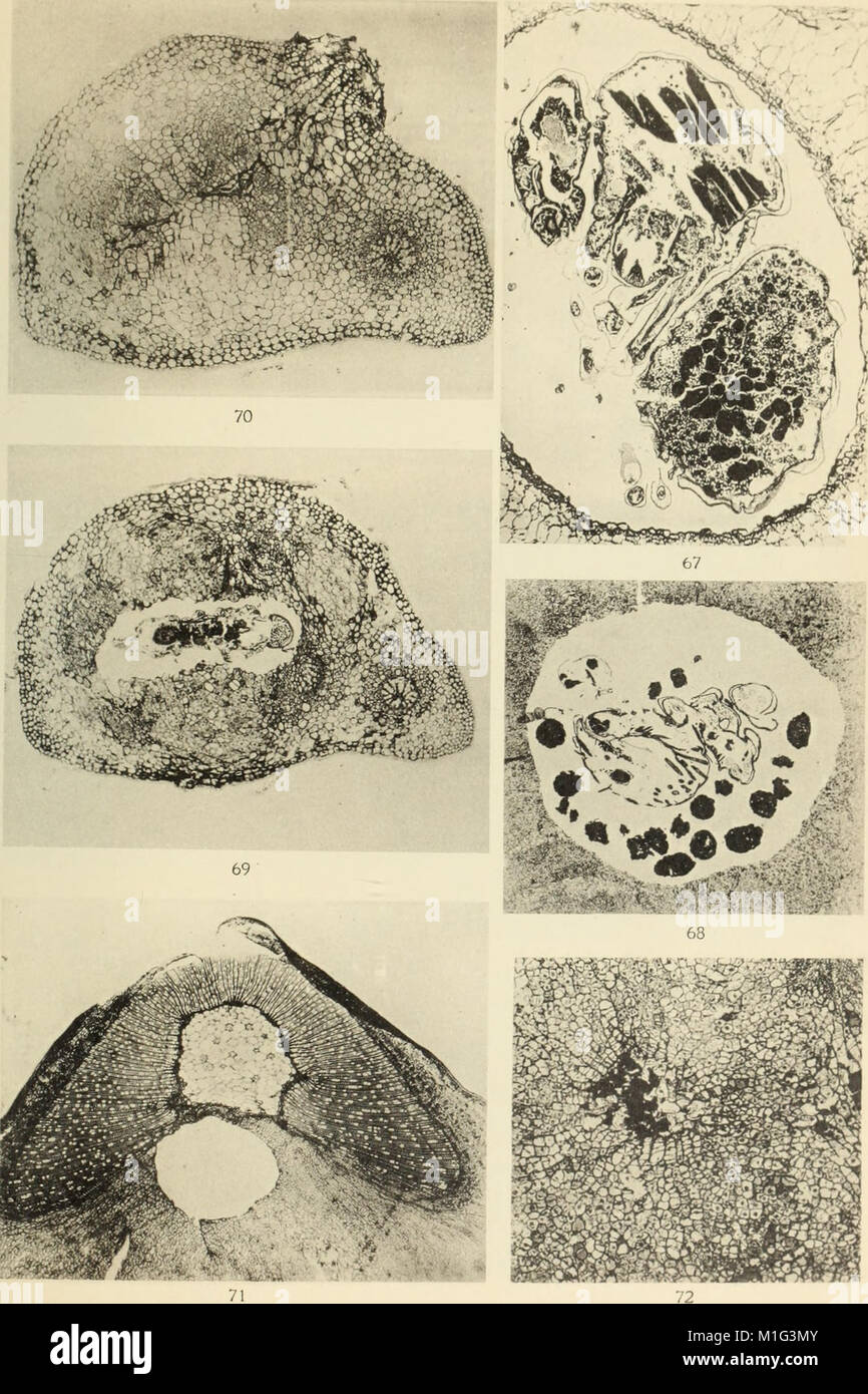This work from 1912 focuses on the morphology and biology of insect ...