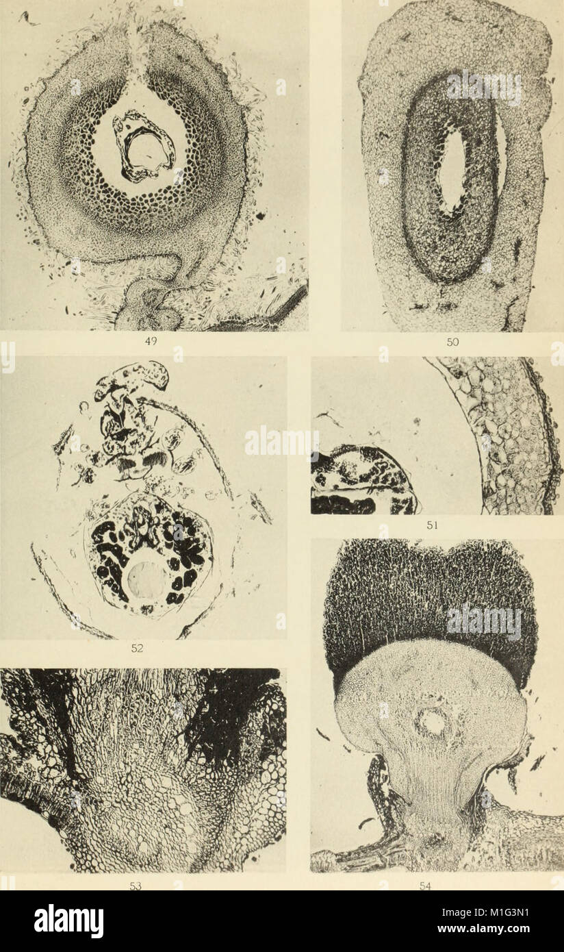 This 1912 work explores the morphology and biology of insect galls ...