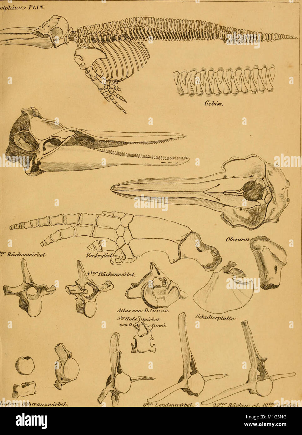 Anatomia mammalium (1845) (17983657779 Stock Photo - Alamy