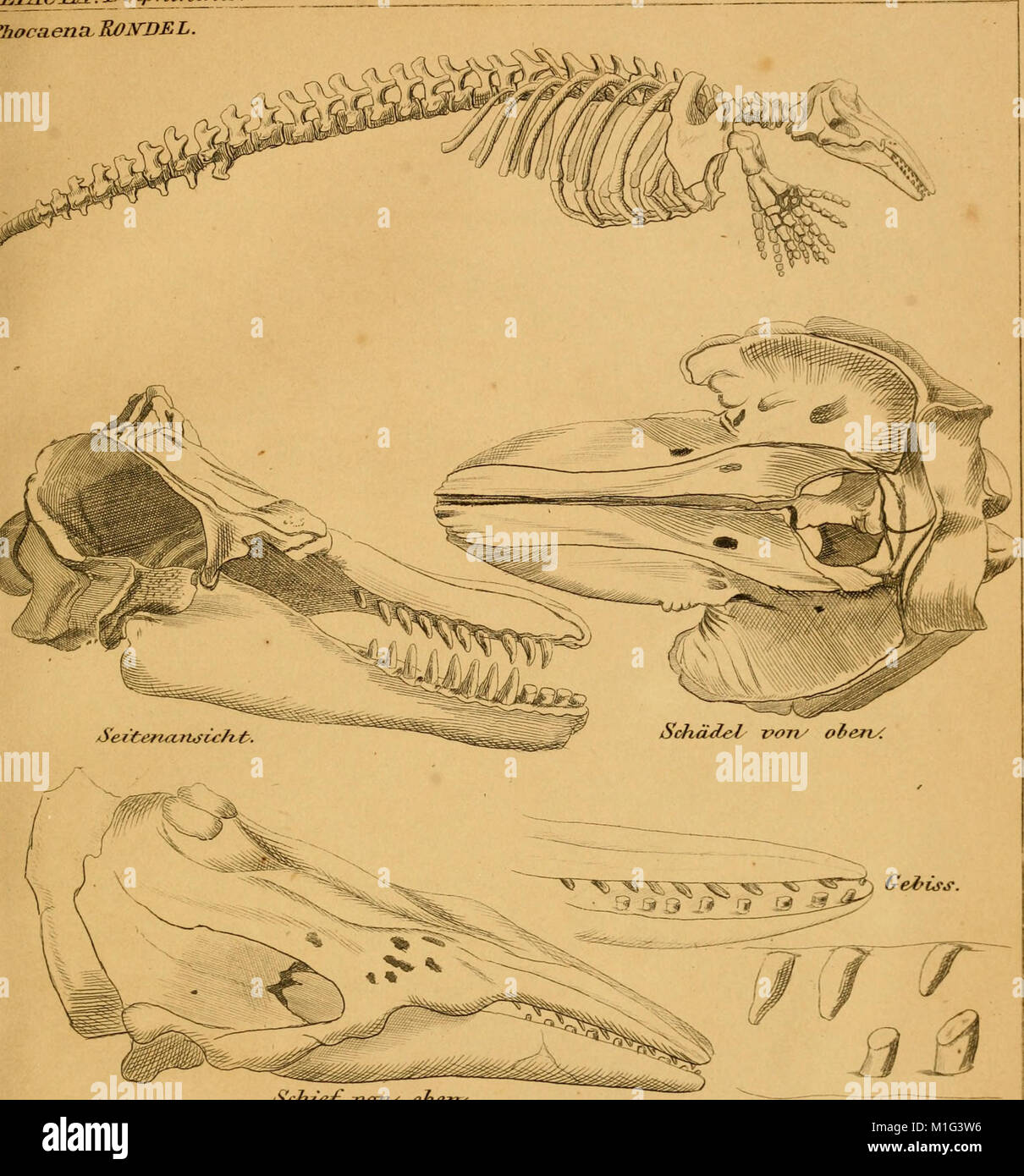 *Anatomia Mammalium* (1845) is a detailed anatomical study of mammals ...