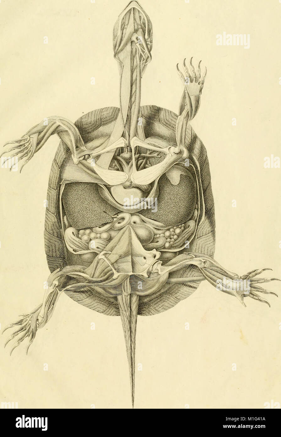 An 1819-1821 work on the anatomy of the European tortoise, providing ...