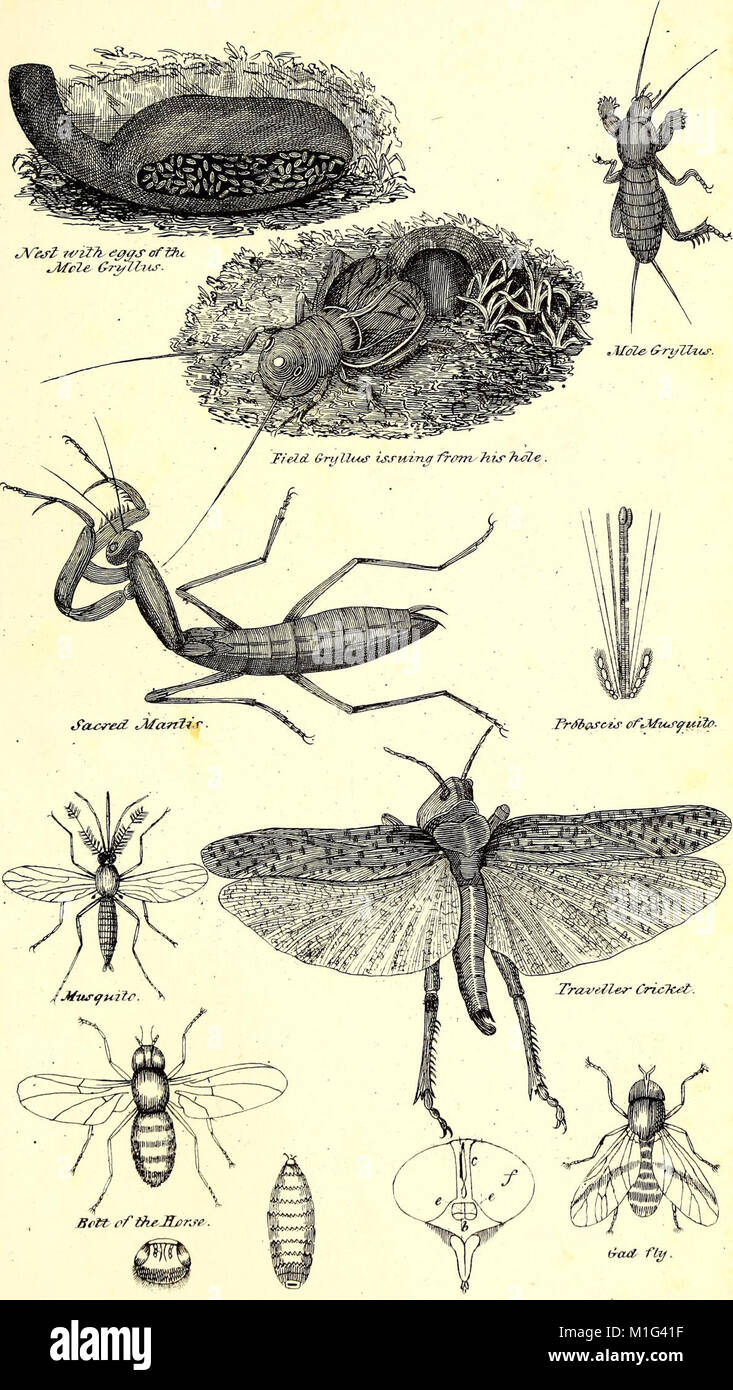 *A Synopsis of Natural History* (1839) provides an overview of the ...