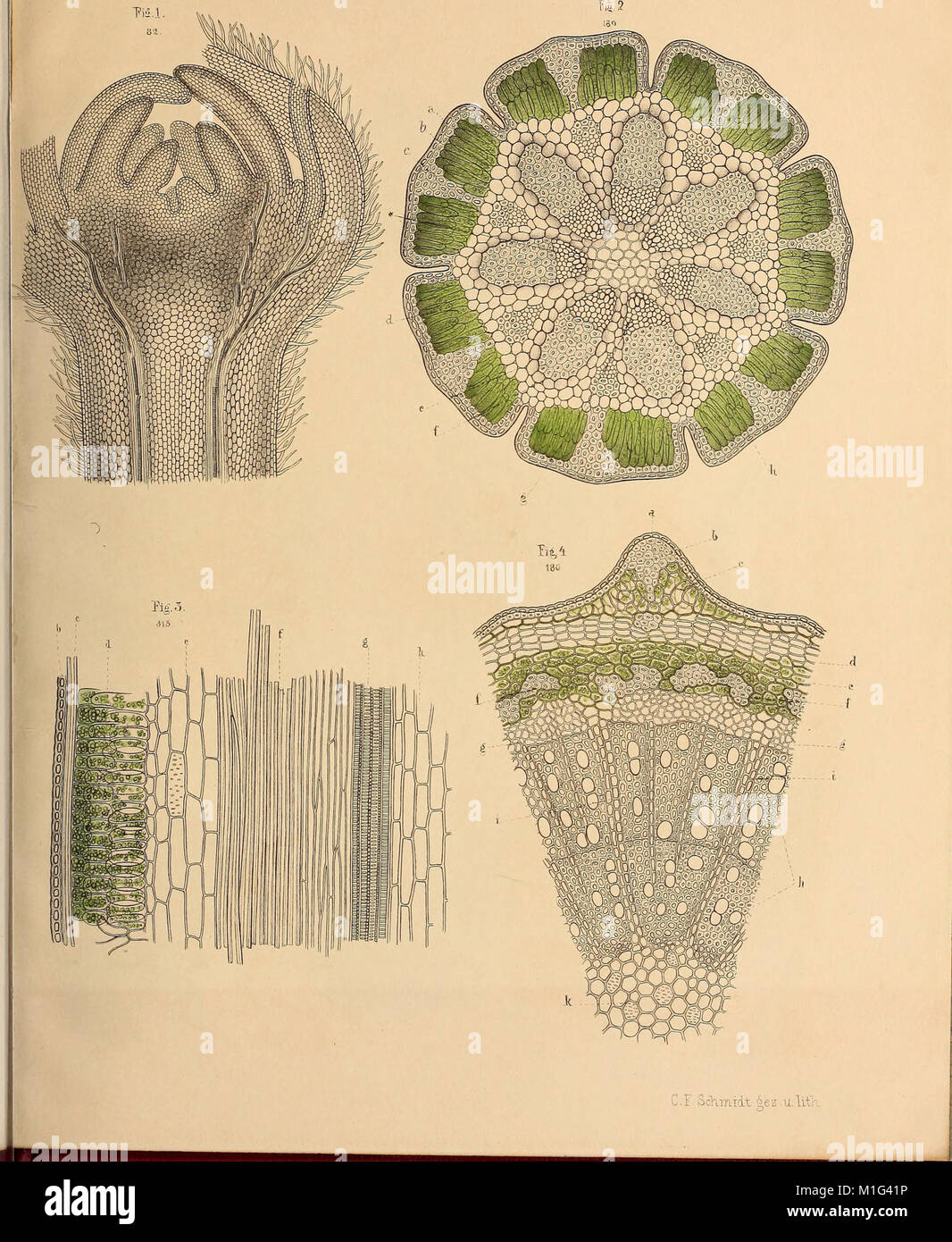 *Anatomia Plantarum* (1843) is an illustrated botanical work detailing ...