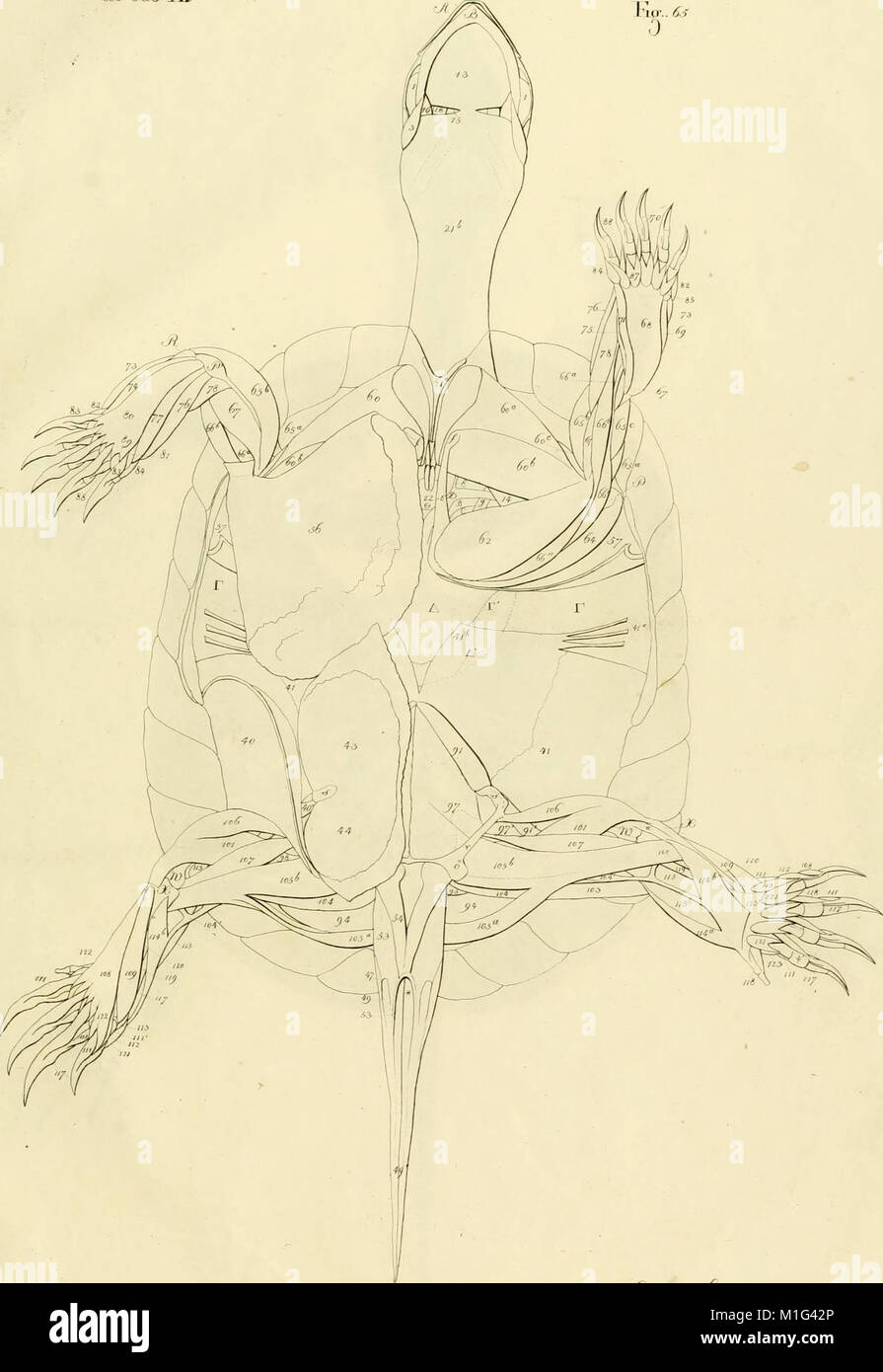 'Anatome testudinis Europaeae' (1819-1821) is a work focused on the ...
