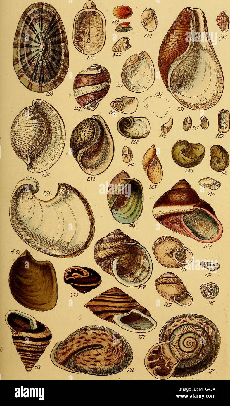 The 1852 Conchological Manual is a detailed guide to the study of ...