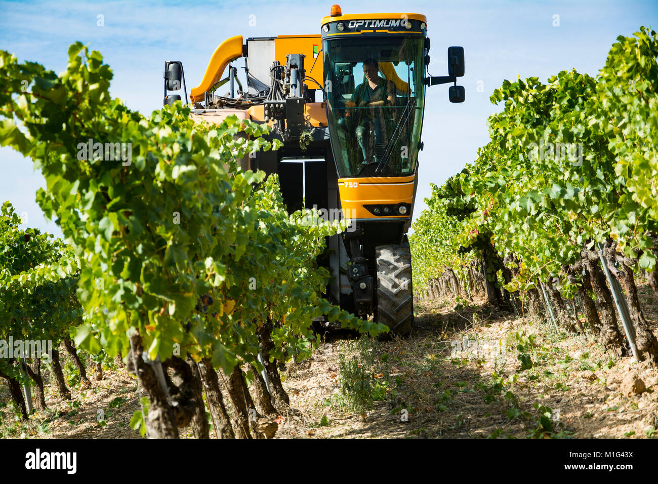 Grape harvesting machine hi-res stock photography and images - Alamy