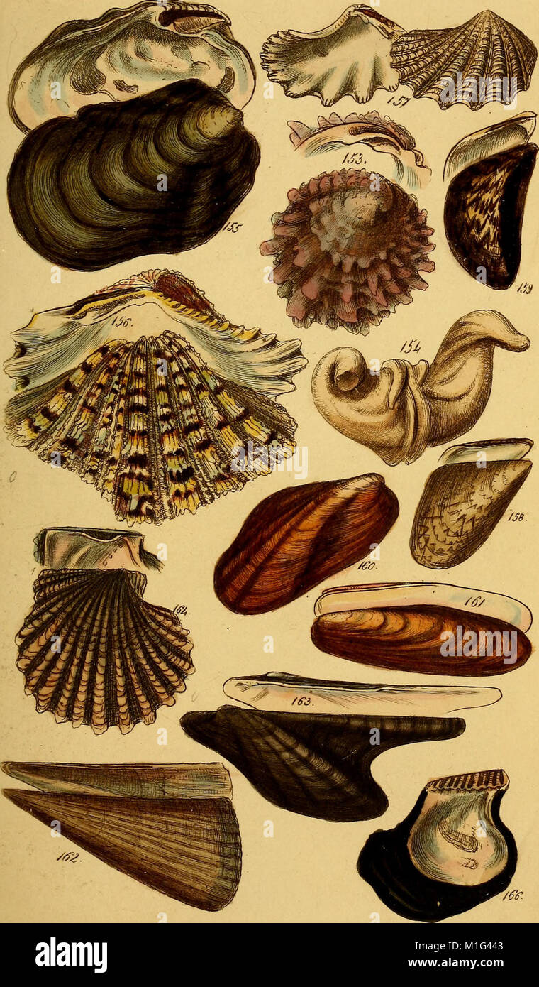 *A Conchological Manual* (1852) provides detailed information on the ...