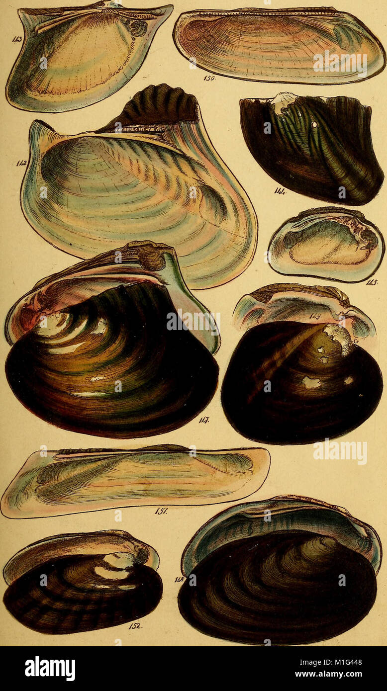 A Conchological Manual, published in 1852, is a detailed guide to the ...