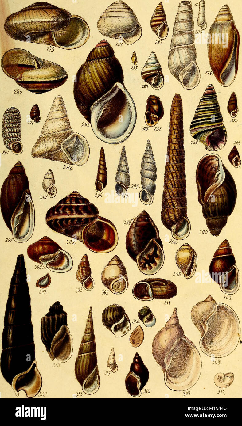 This 1842 manual provides an introduction to conchology, the study of ...