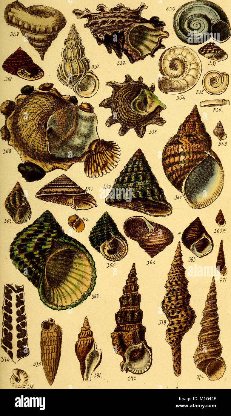 This 1846 manual serves as a comprehensive guide to conchology, the ...
