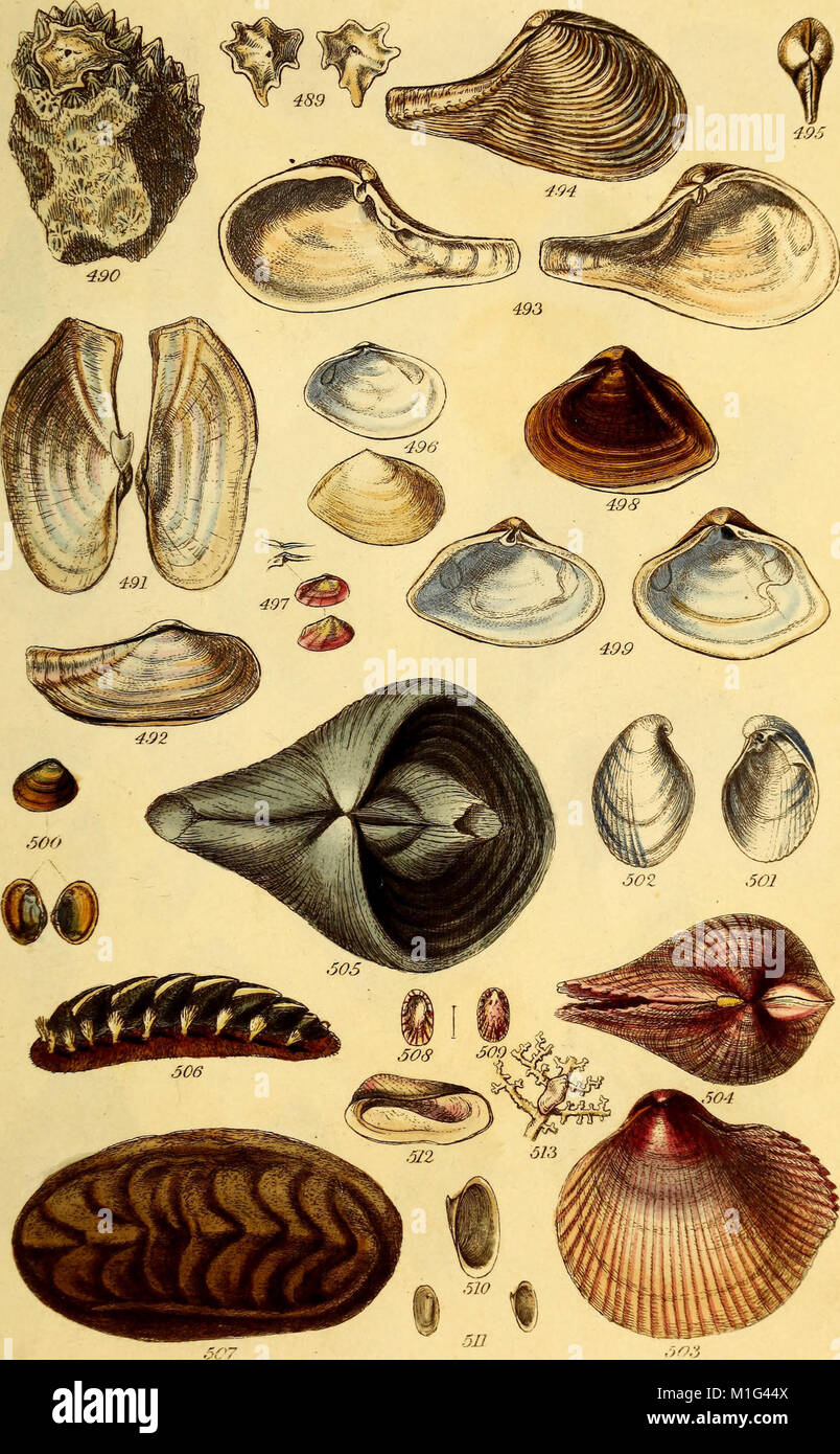 This 1842 manual provides a comprehensive guide to conchology, the ...