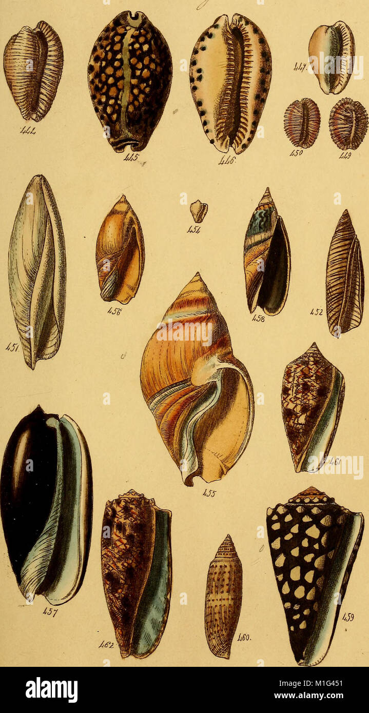The 'Conchological Manual' (1852) is a comprehensive guide to shell ...