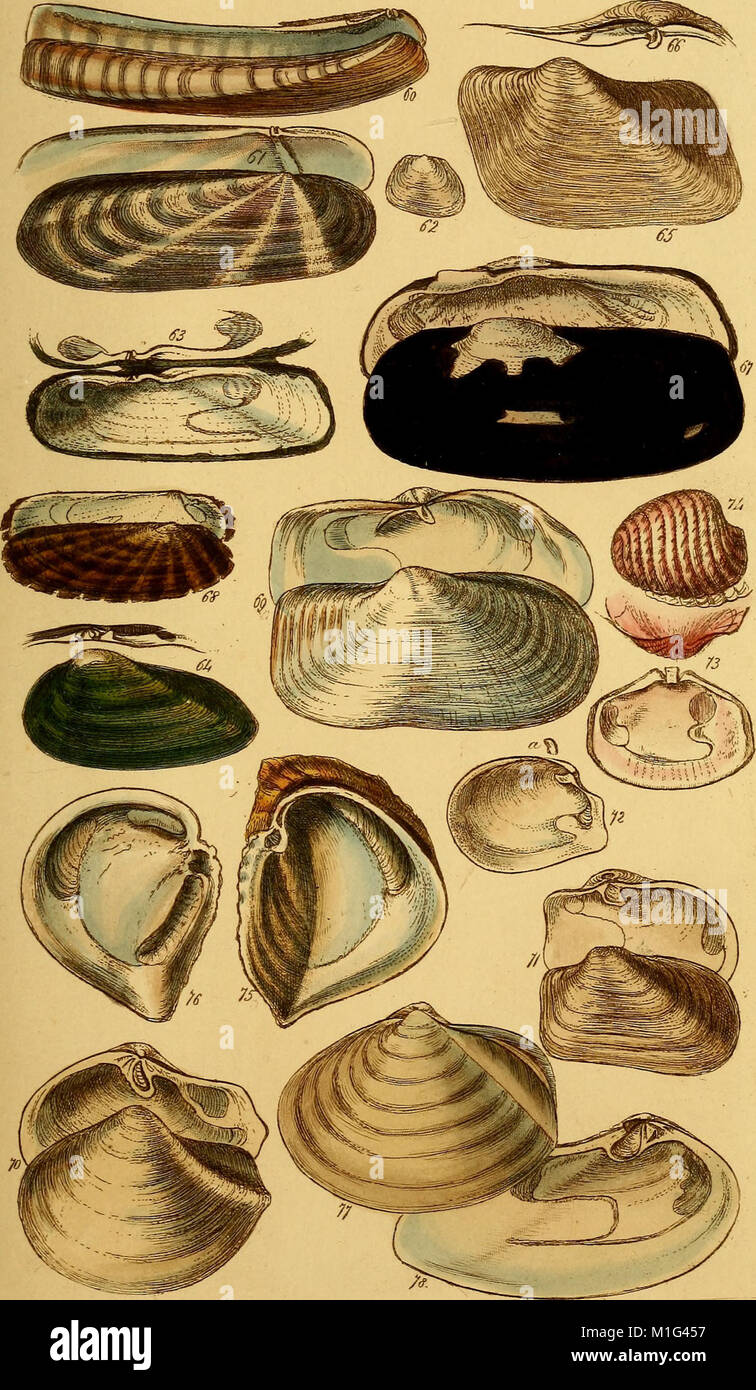 This 1852 manual offers a detailed guide to conchology, the study of ...