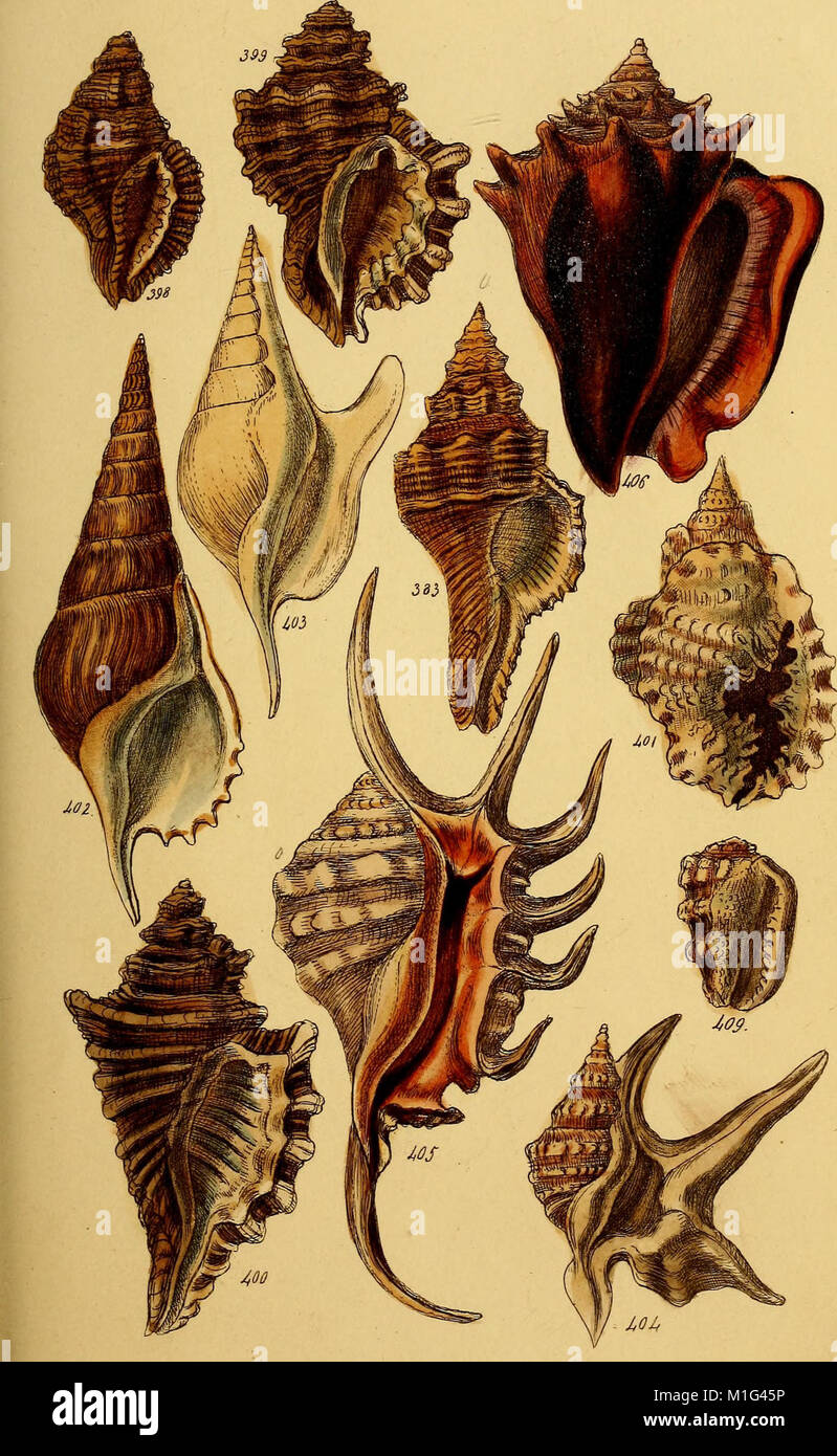 Published in 1852, 'A Conchological Manual' provides a guide to the ...