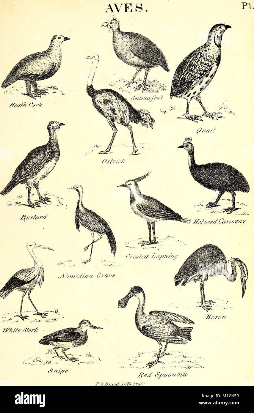 This 1839 work provides a comprehensive overview of natural history ...