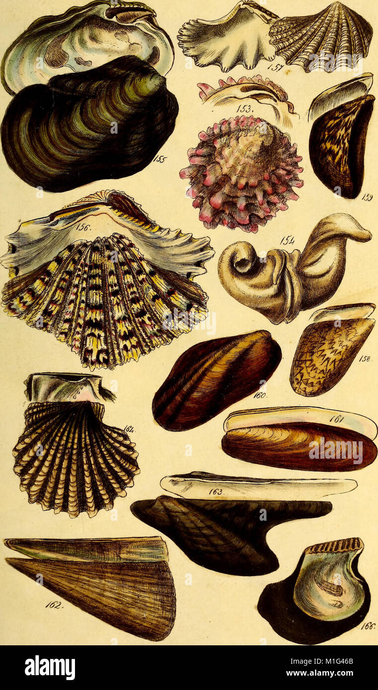 The *Conchological Manual* (1842) is a comprehensive guide to the study ...