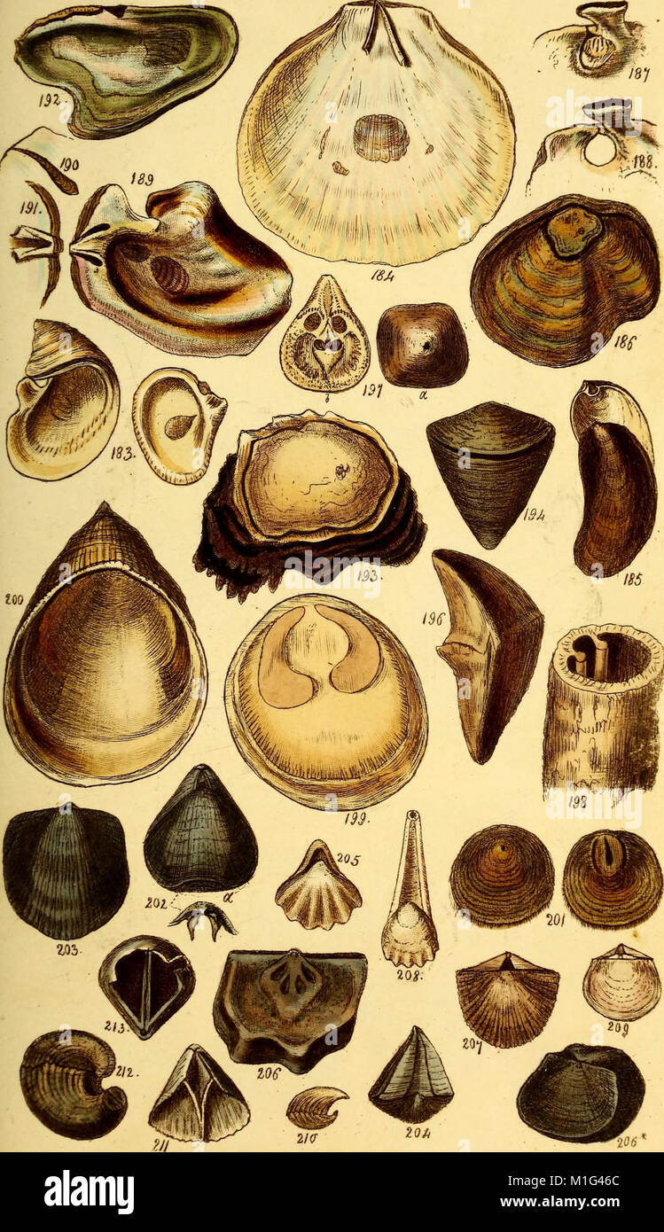 This 1846 manual provides a comprehensive guide to conchology, the ...