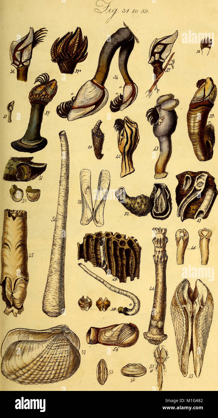 The 1842 'Conchological Manual' is a detailed guide to the study of ...
