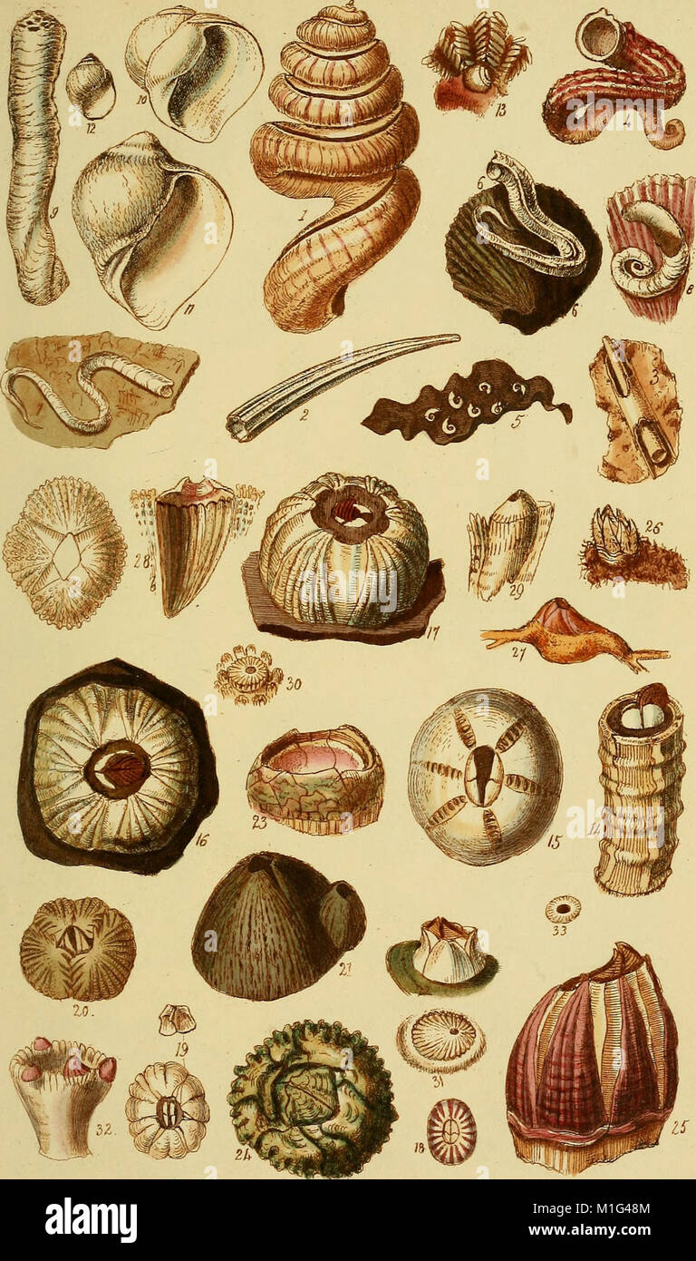 *A Conchological Manual* (1839) is a detailed guide to the study of ...