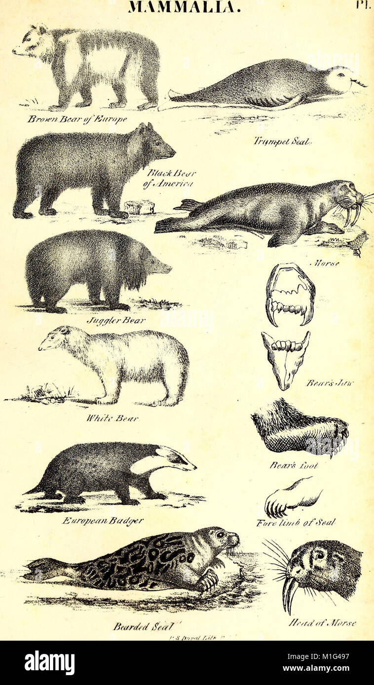 A synopsis of natural history- embracing the natural history of animals ...