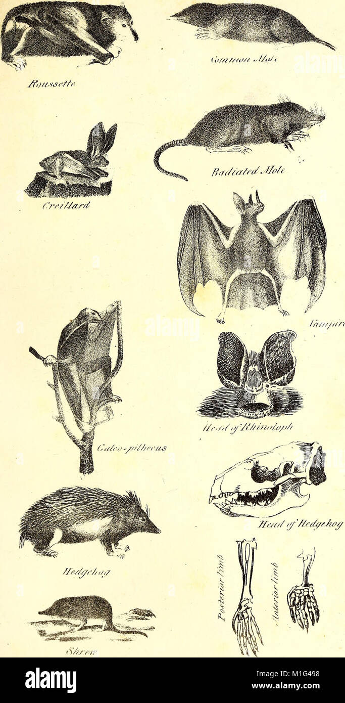 A synopsis of natural history- embracing the natural history of animals ...
