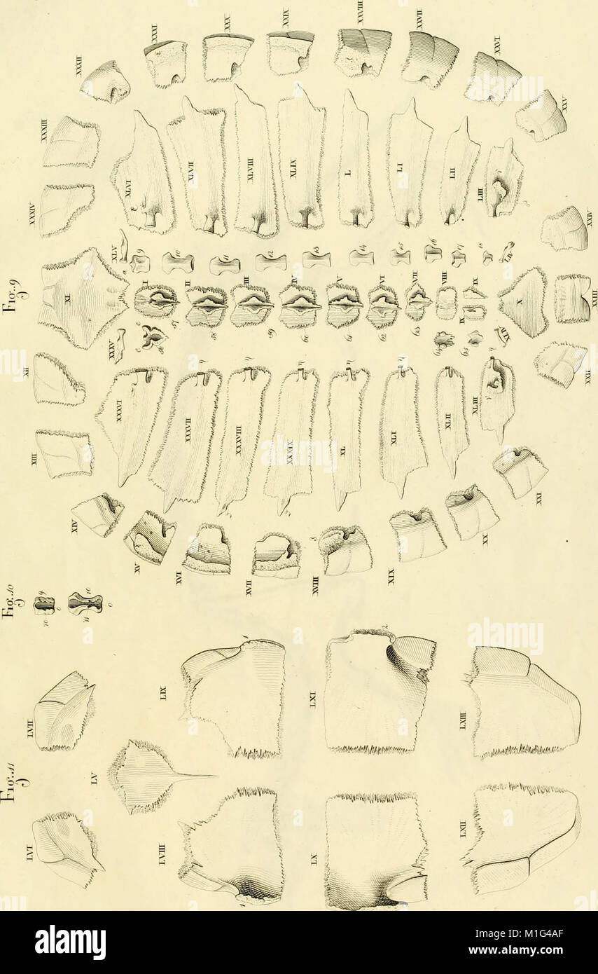 Anatome testudinis Europaeae (1819-1821) (17982089020 Stock Photo - Alamy