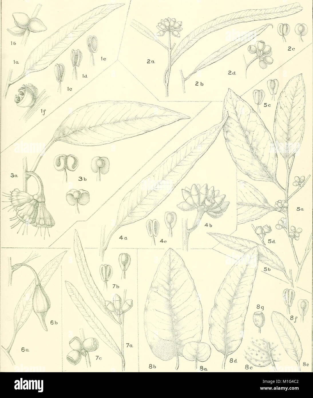 The 1903 revision of the genus Eucalyptus offers a detailed examination ...