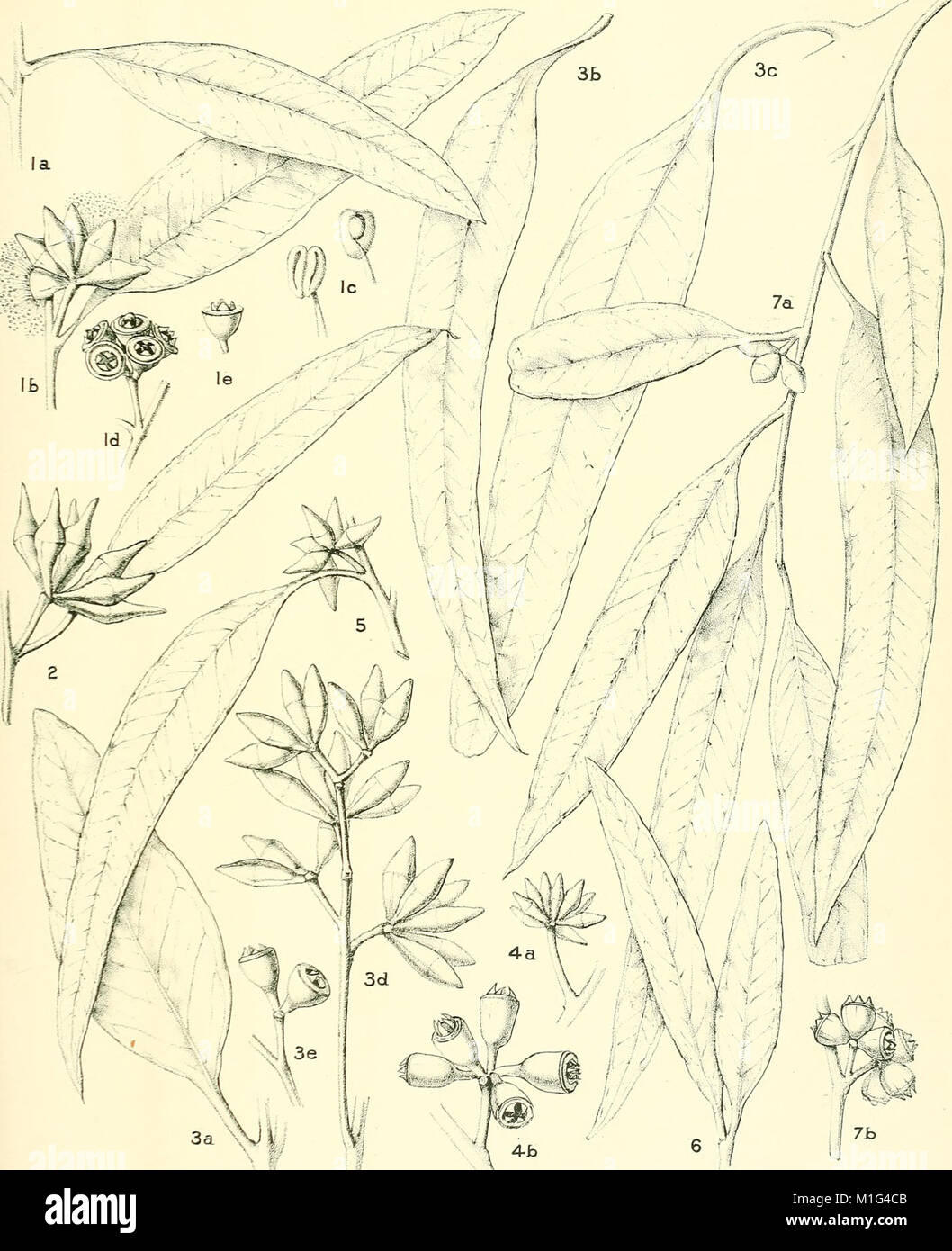 A critical revision of the genus Eucalyptus (1903) (20089860554 Stock ...