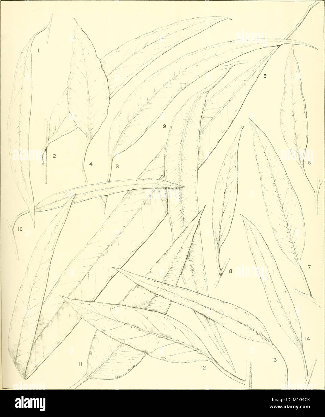 This 1903 revision critically examines the genus Eucalyptus, providing ...