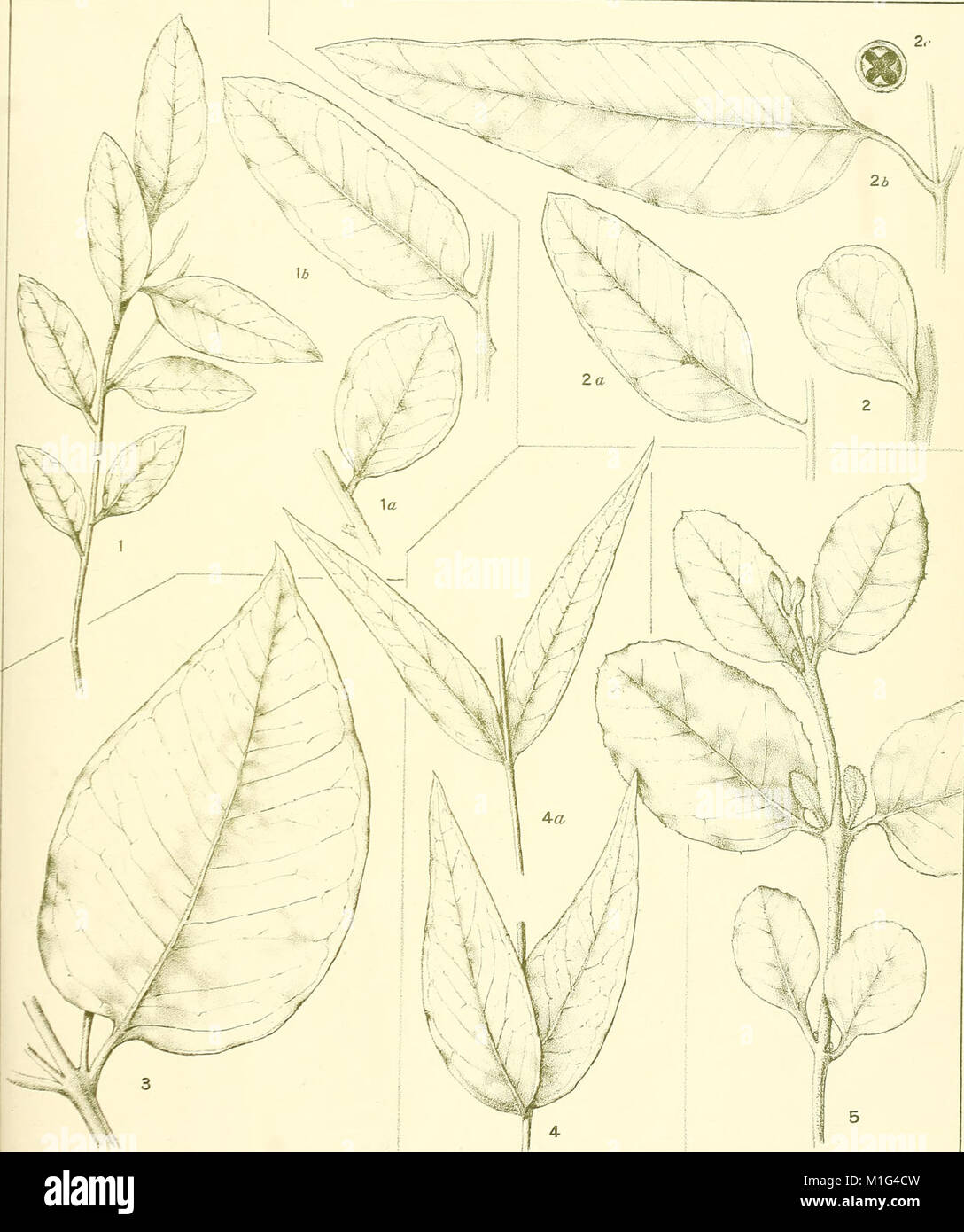*A Critical Revision of the Genus Eucalyptus* (1903) is a detailed ...