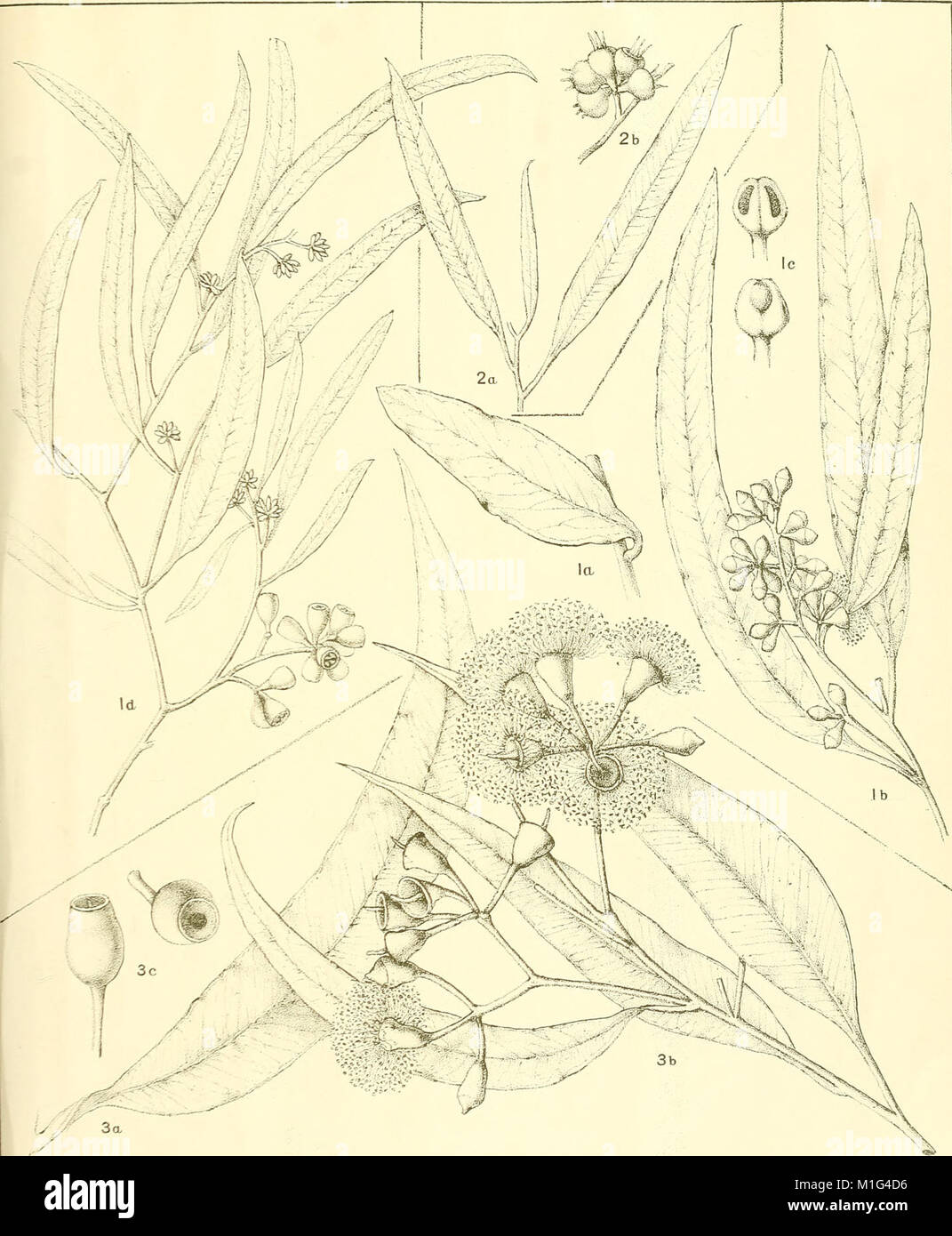 This 1903 work provides a thorough revision of the Eucalyptus genus ...