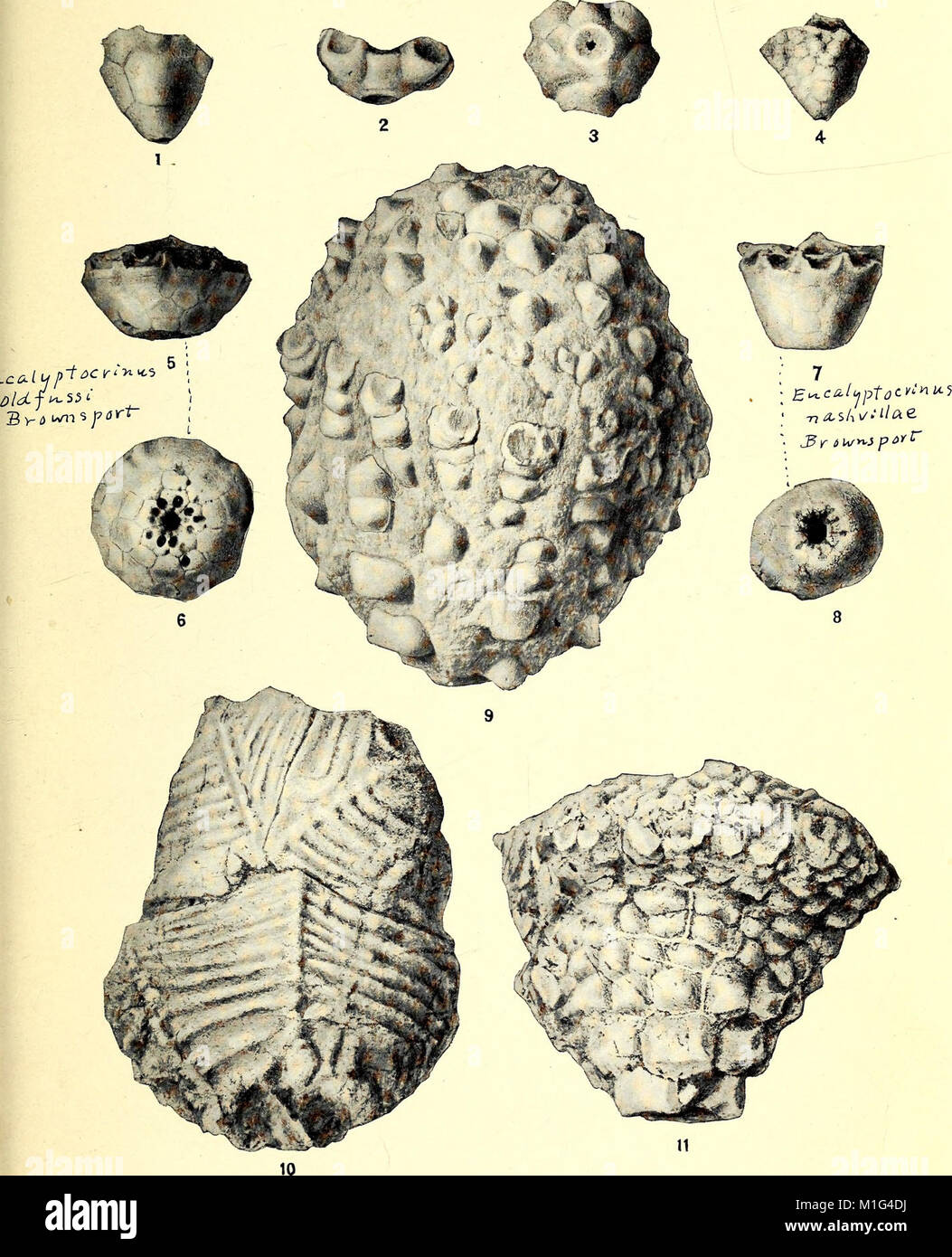 A critical summary of Troosts unpublished manuscript on the crinoids of ...