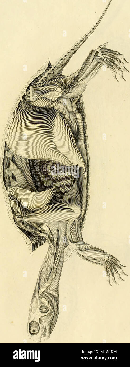 1819 1821 turtles anatomy hi-res stock photography and images - Alamy