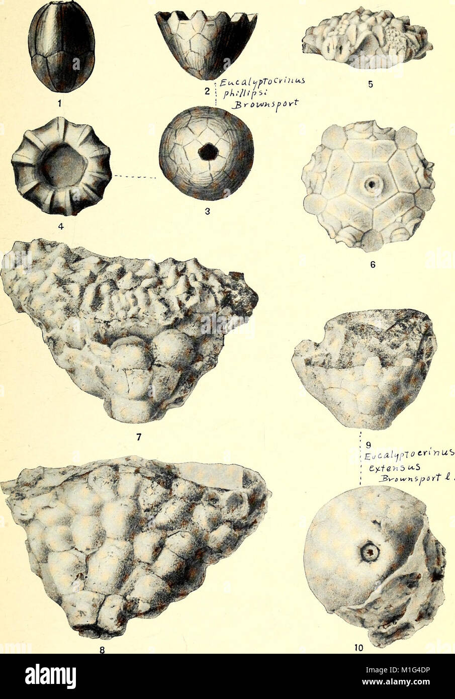 A critical summary of Troosts unpublished manuscript on the crinoids of ...