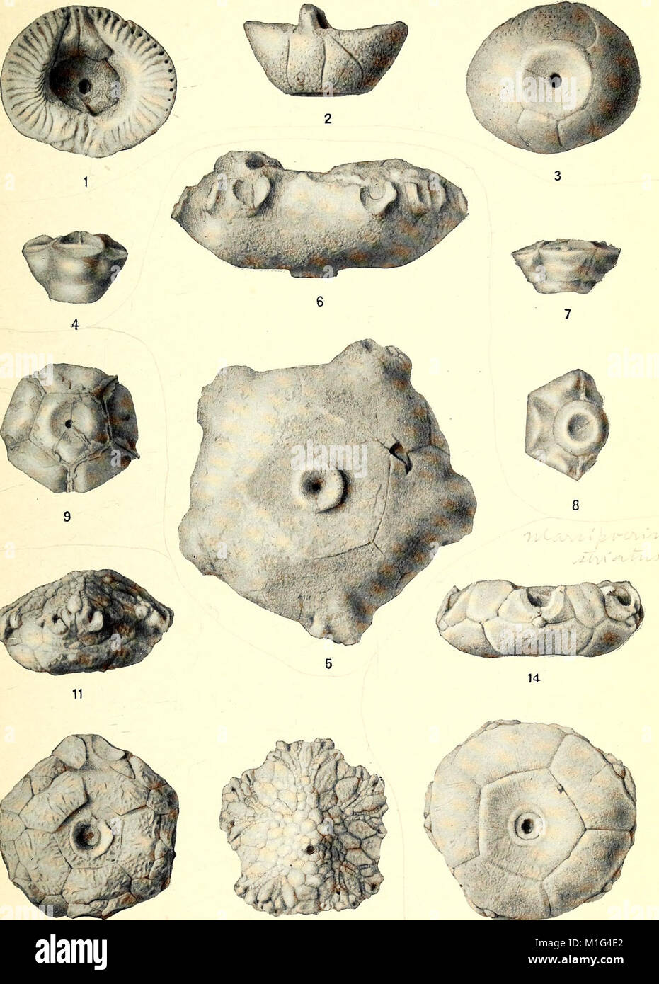 A critical summary of Troosts unpublished manuscript on the crinoids of ...