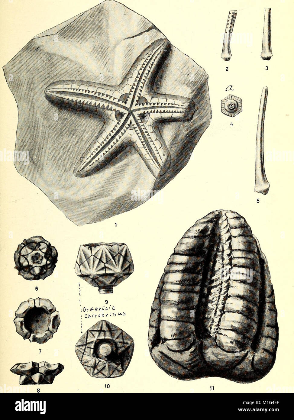 A critical summary of Troosts unpublished manuscript on the crinoids of ...