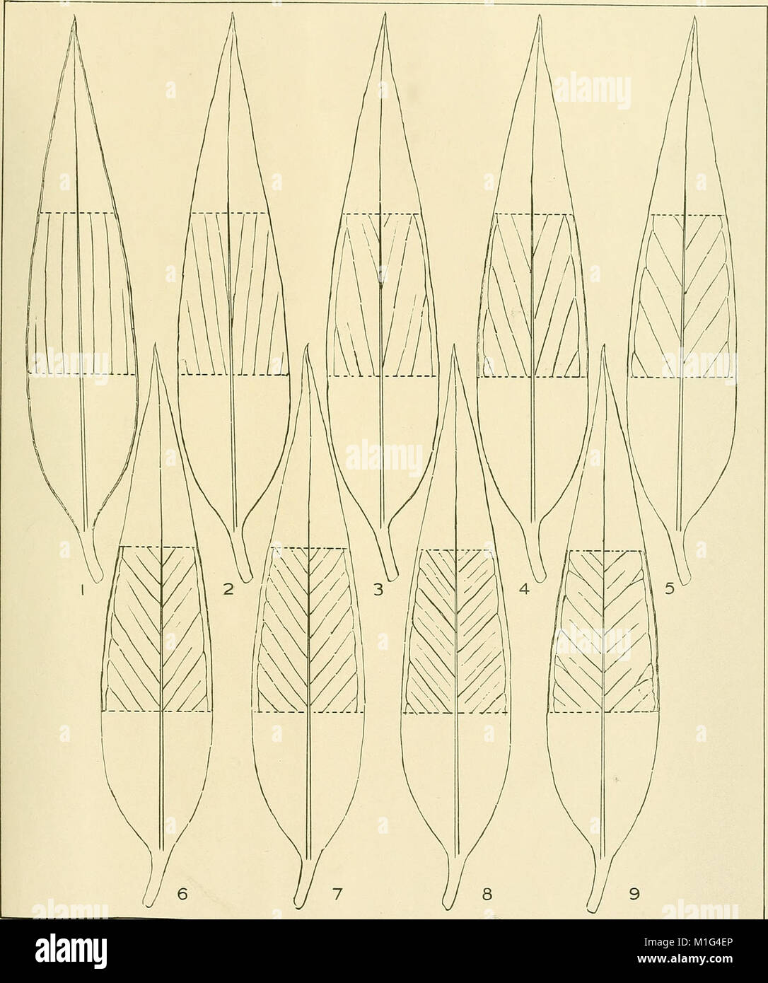 This work from 1903-1933 provides a detailed review of the genus ...