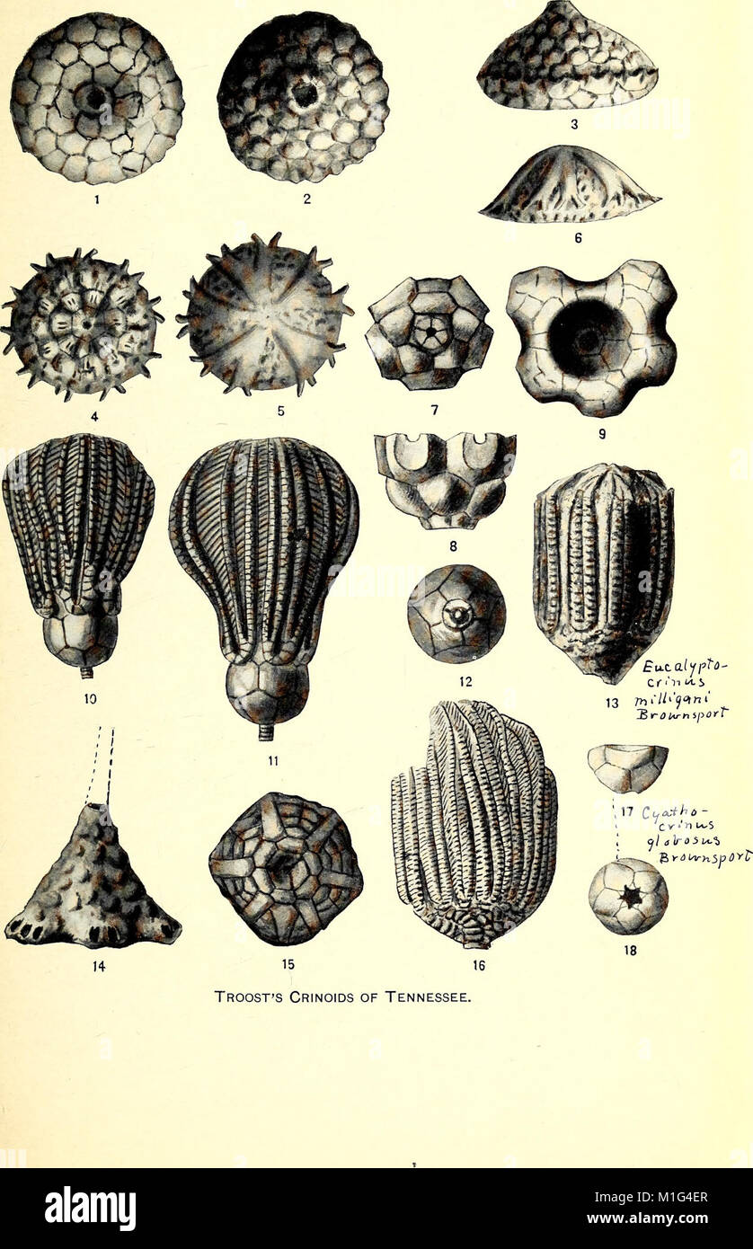 A critical summary of Troosts unpublished manuscript on the crinoids of ...