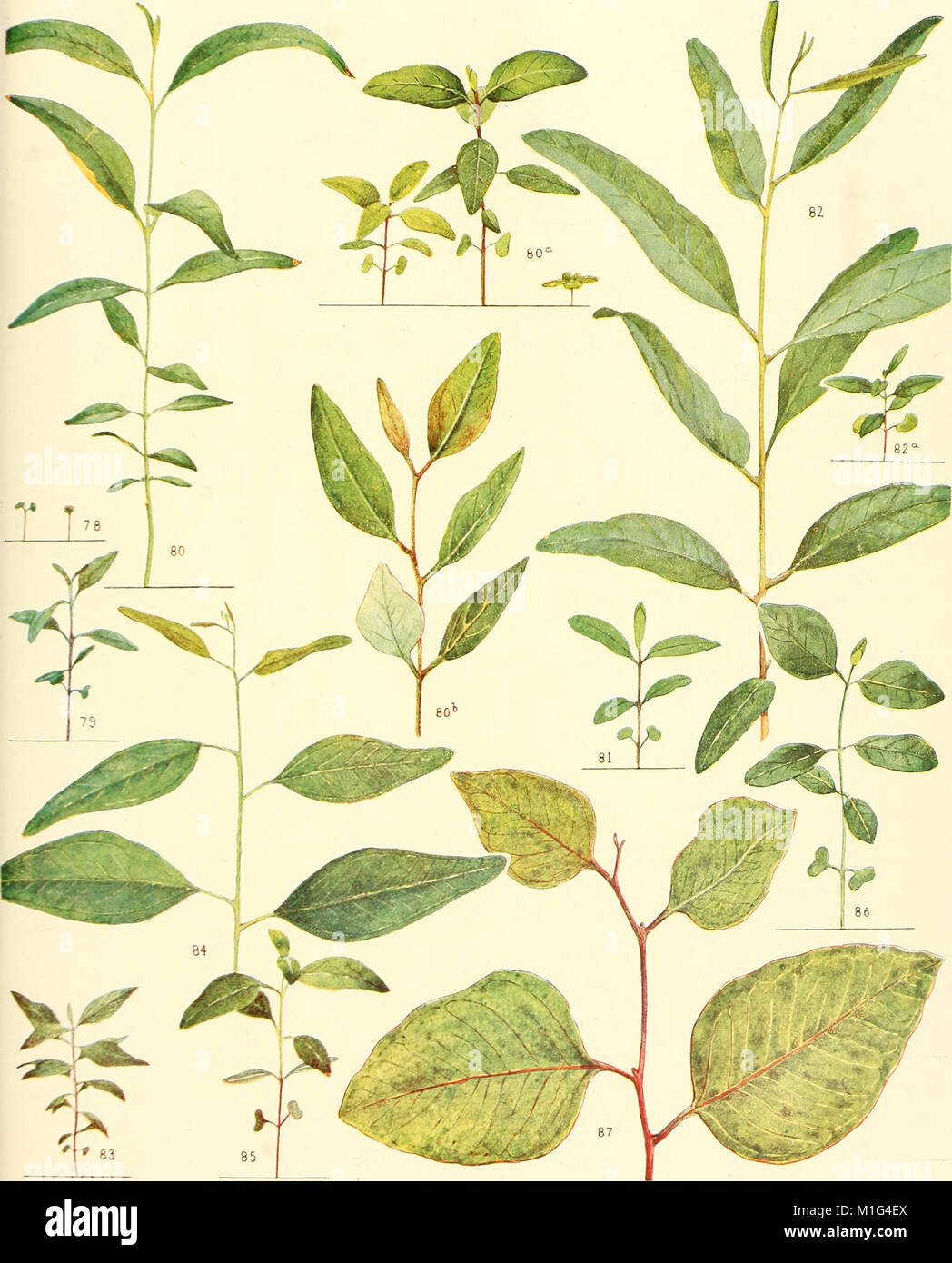 This 1903 critical revision of the genus Eucalyptus offers a detailed ...