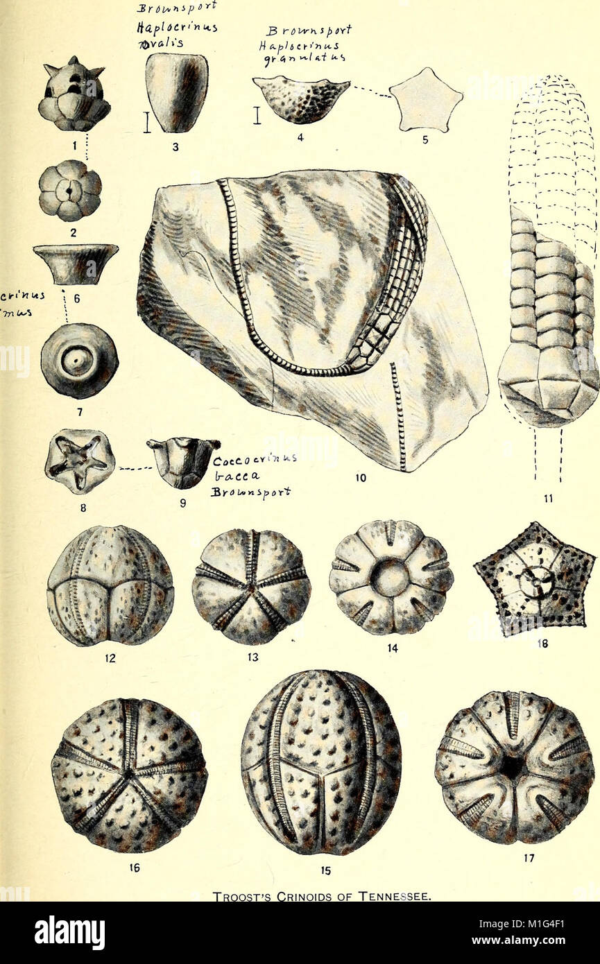 A critical summary of Troosts unpublished manuscript on the crinoids of ...