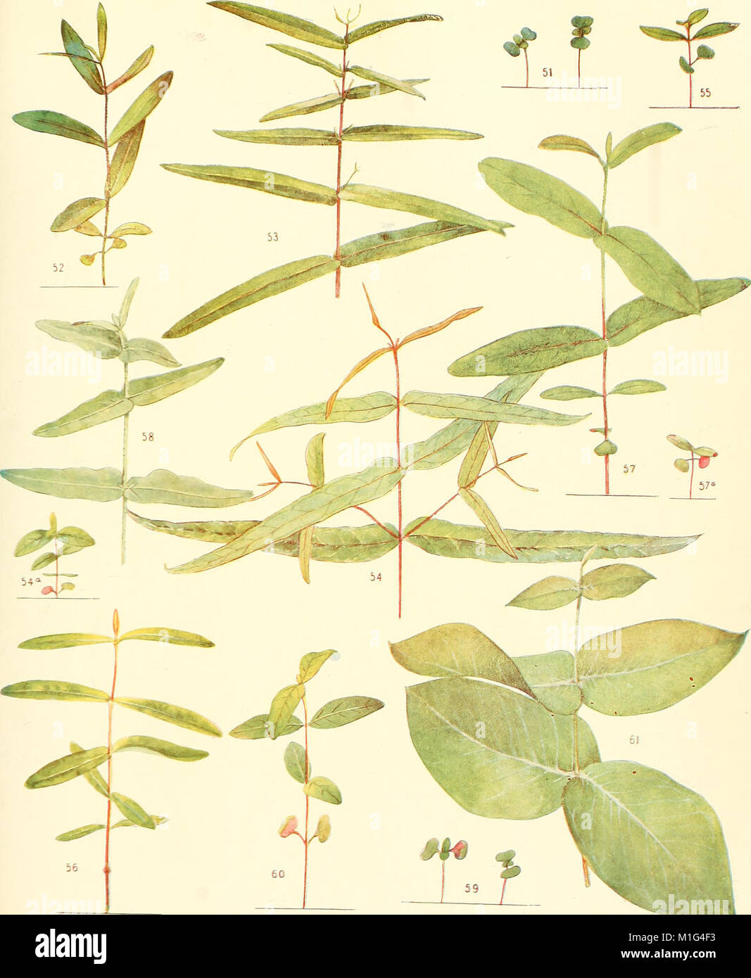 A critical revision of the genus Eucalyptus (1903) (20685989936 Stock ...