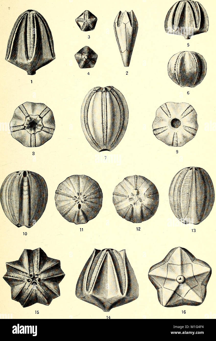 A critical summary of Troosts unpublished manuscript on the crinoids of ...