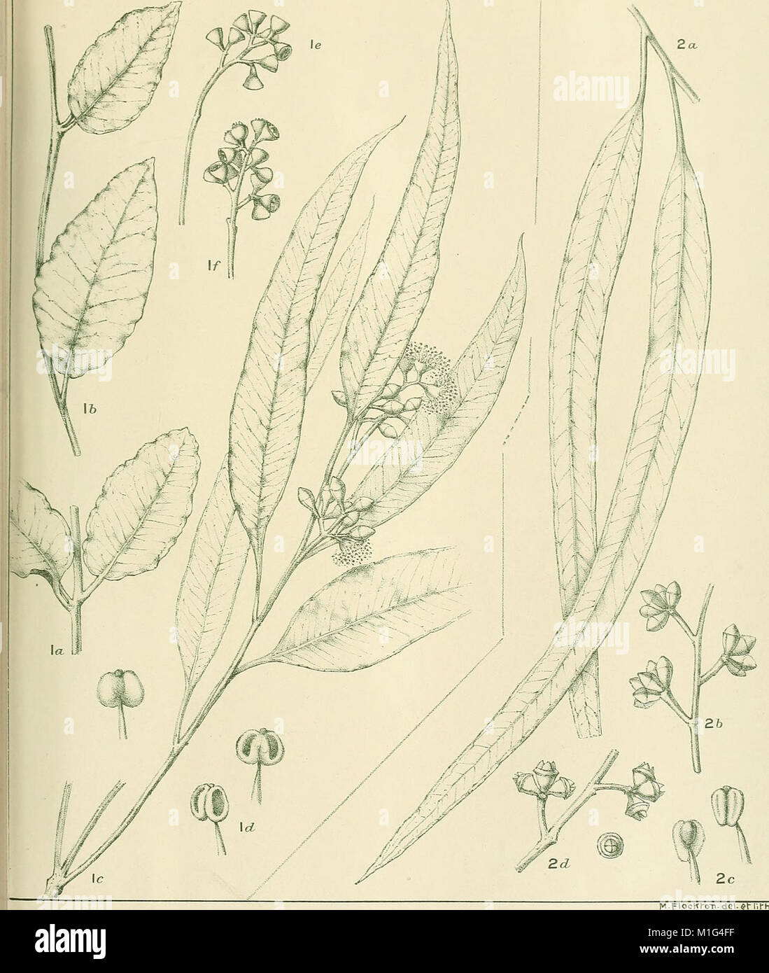 This work provides a critical revision of the genus Eucalyptus ...