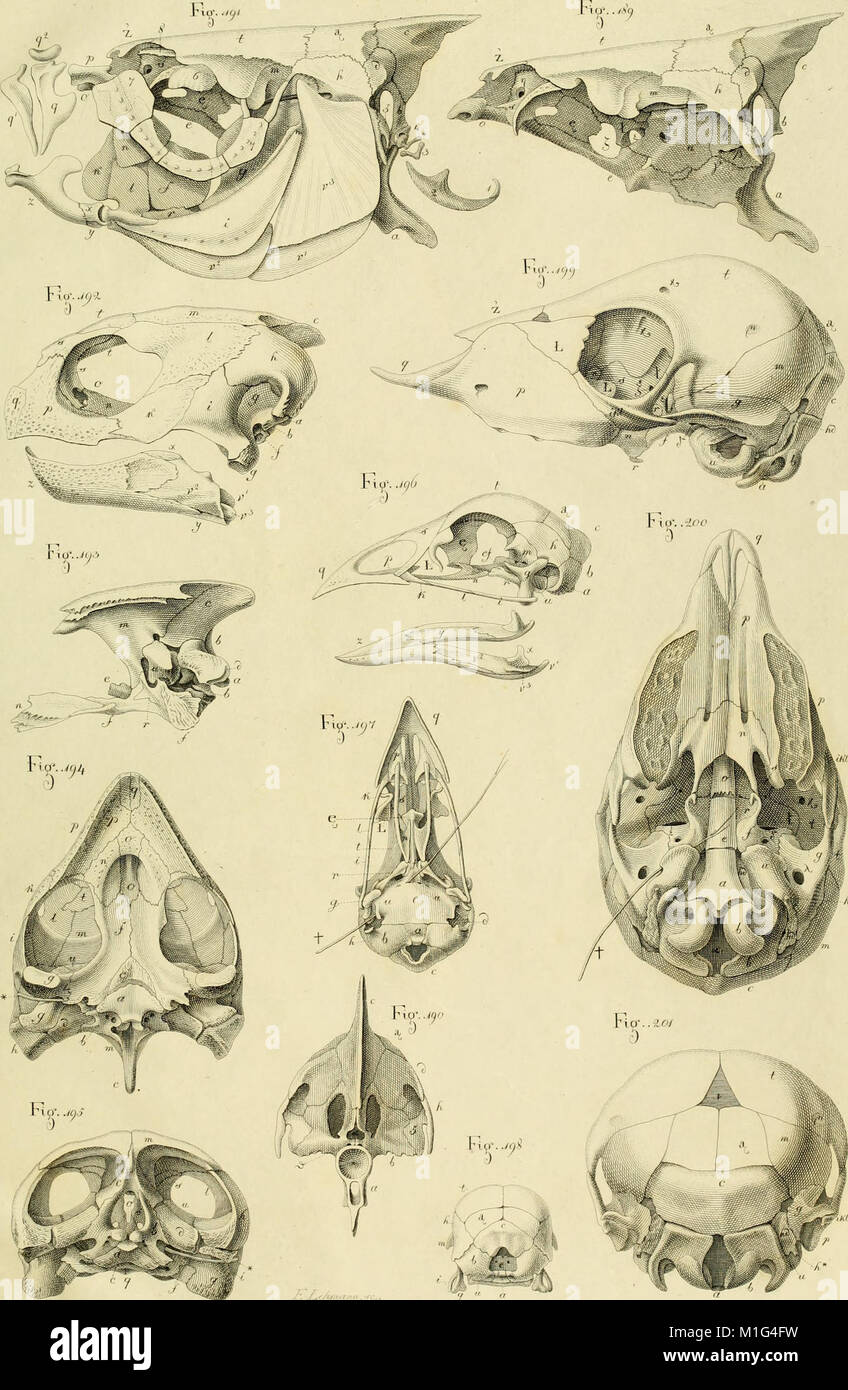 'Anatome Testudinis Europaeae' (1819-1821) presents a detailed ...