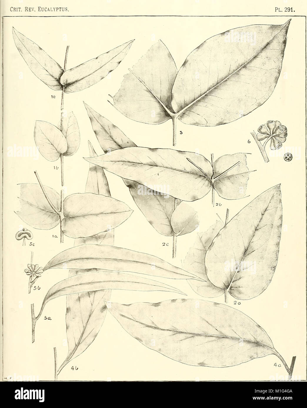 *A Critical Revision of the Genus Eucalyptus* (1903) offers an in-depth ...