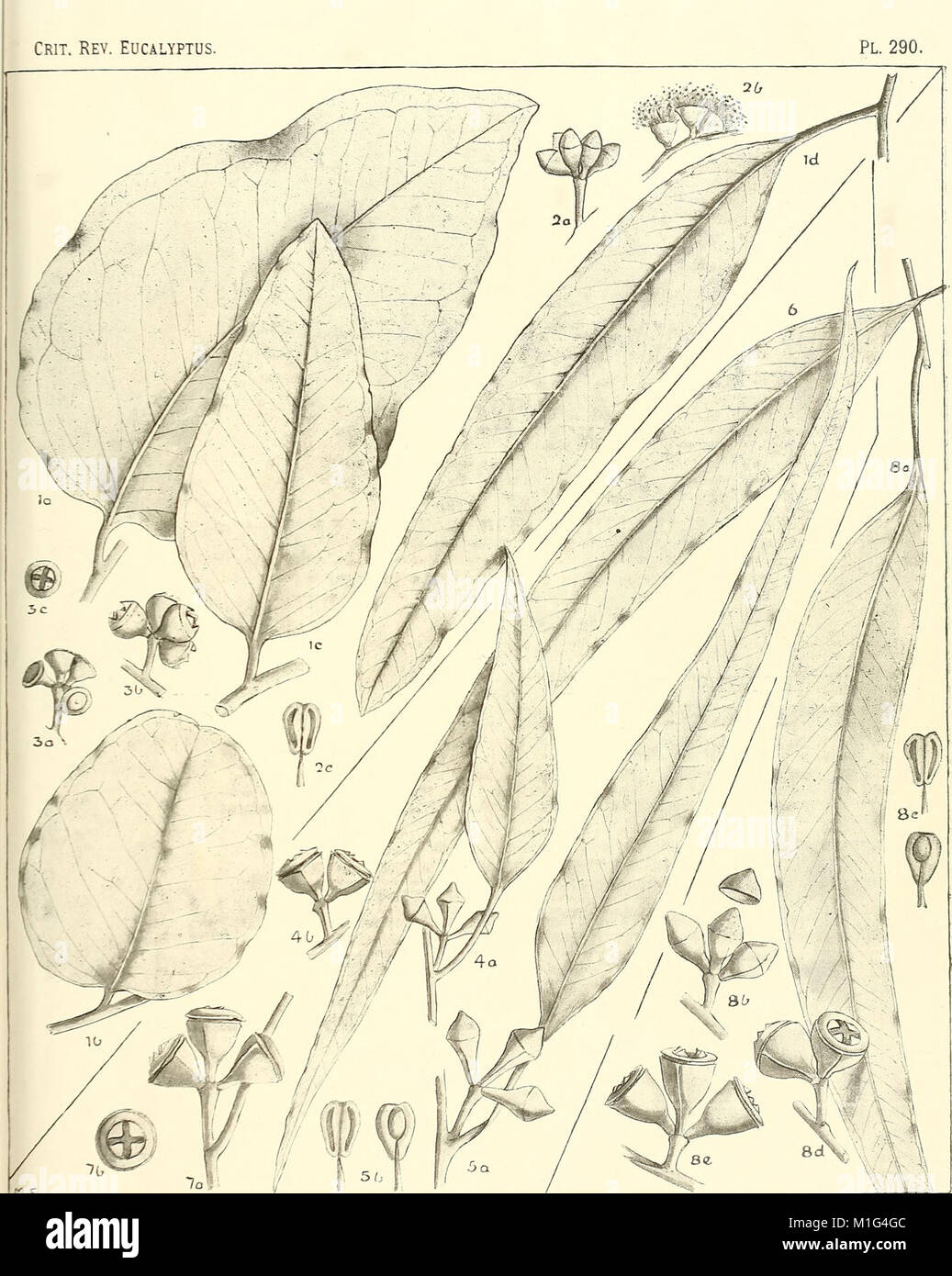 The 1903 work 'A Critical Revision of the Genus Eucalyptus' focuses on ...