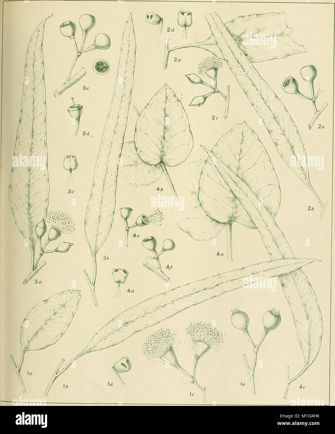 A critical revision of the genus Eucalyptus (1903-33.) (20712165445 ...