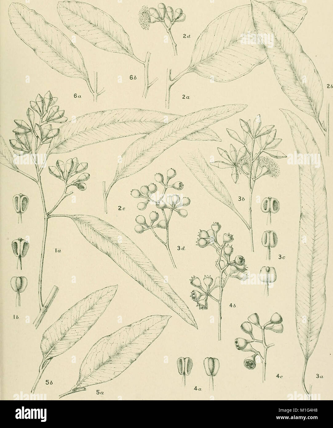 'A Critical Revision of the Genus Eucalyptus' (1903-1933) is an in ...