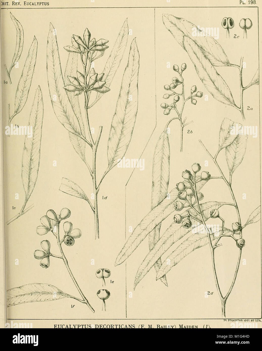 *A Critical Revision of the Genus Eucalyptus* (1903-33) presents an in ...