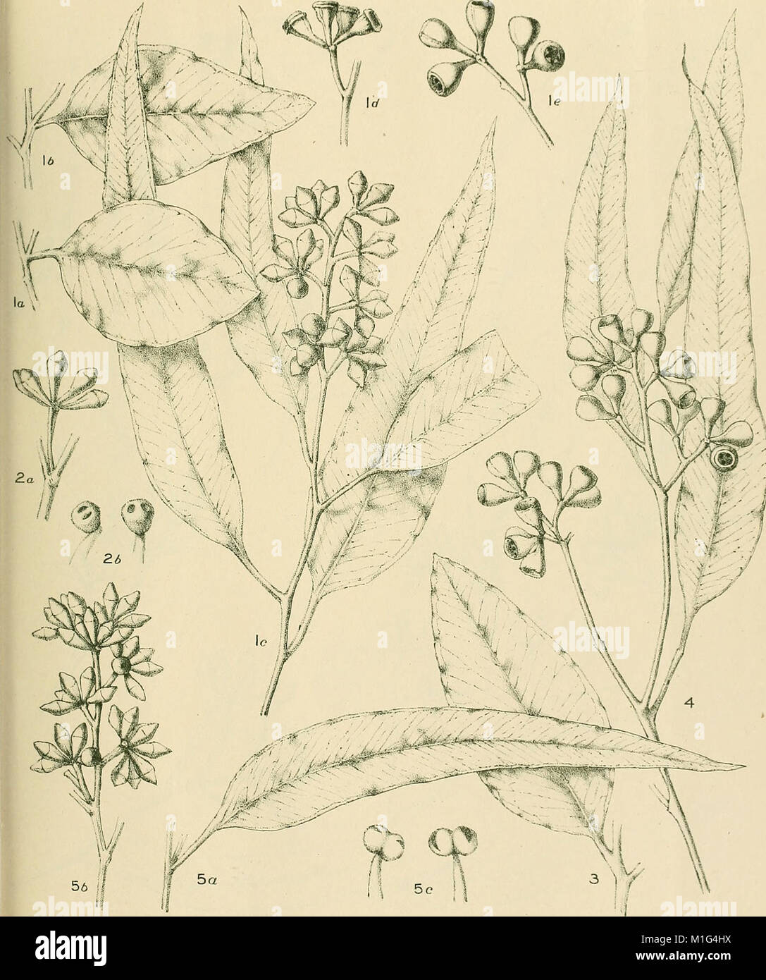 This work provides a thorough revision of the genus *Eucalyptus ...